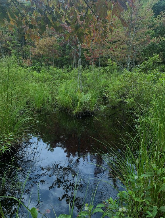 neogis.neorsd.org - /STORYMAP/WRRSP/WRRSP_Story_Map_Site_Photos/Morgan ...